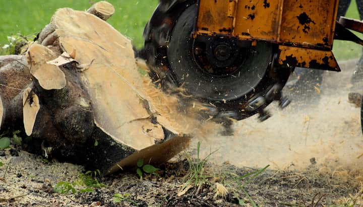 Professional Tree Debris Removal Services in South Lake Tahoe, CA